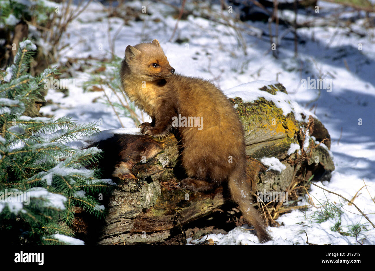 Adult American pine marten (Martes americana), boreal Canada Stock ...
