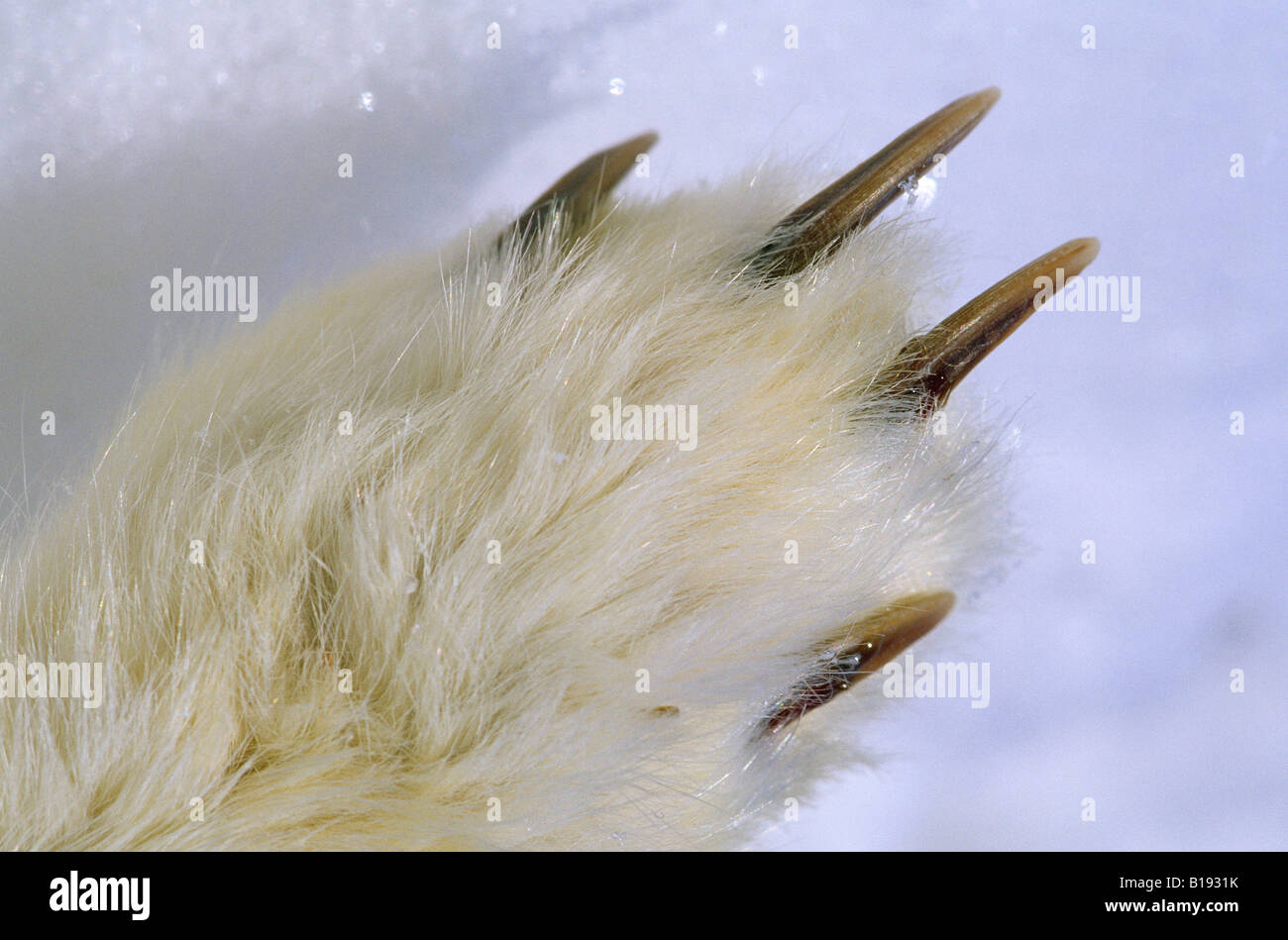 Arctic fox (Alopex lagopus) top view showing long claws which the ...