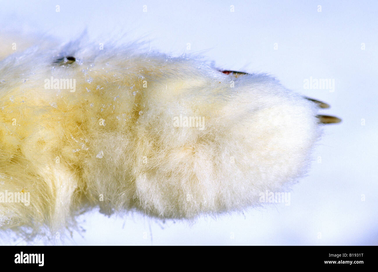 Arctic fox foot (Alopex lagopus) - bottom view showing the thick fur ...