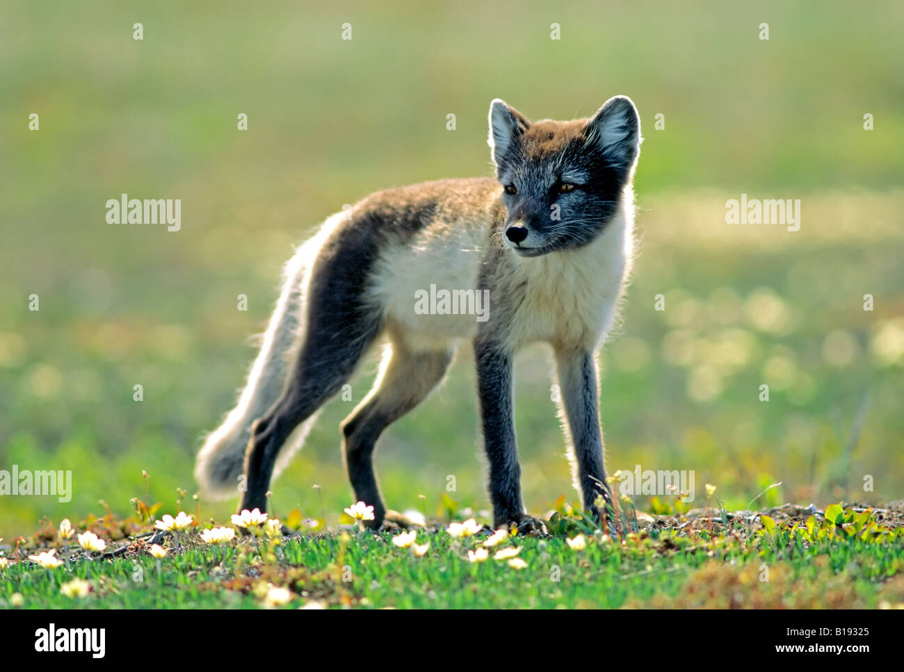 Pelage colour hi-res stock photography and images - Alamy