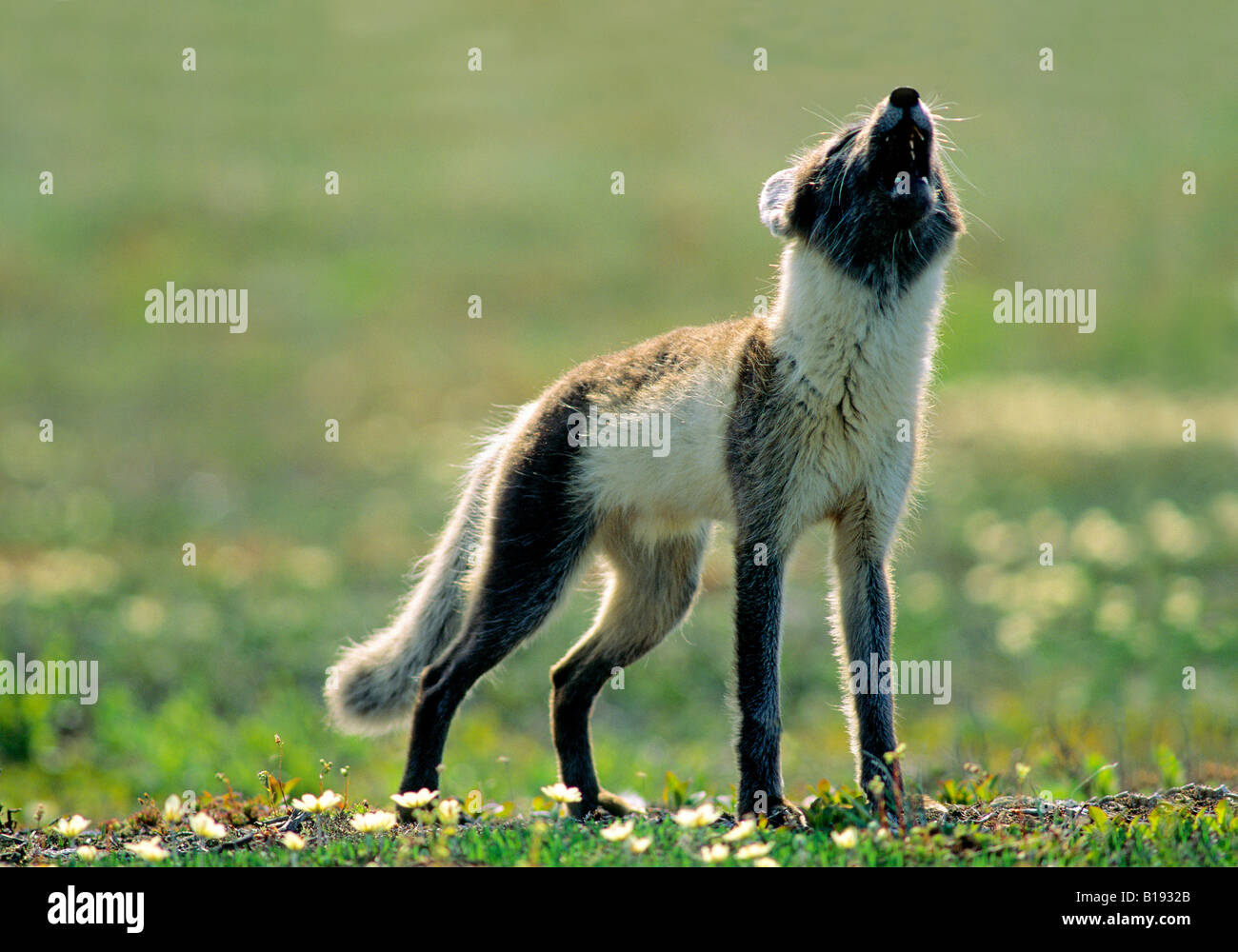 Adult arctic fox (Alopex lagopus) in summer pelage yelping a warning ...