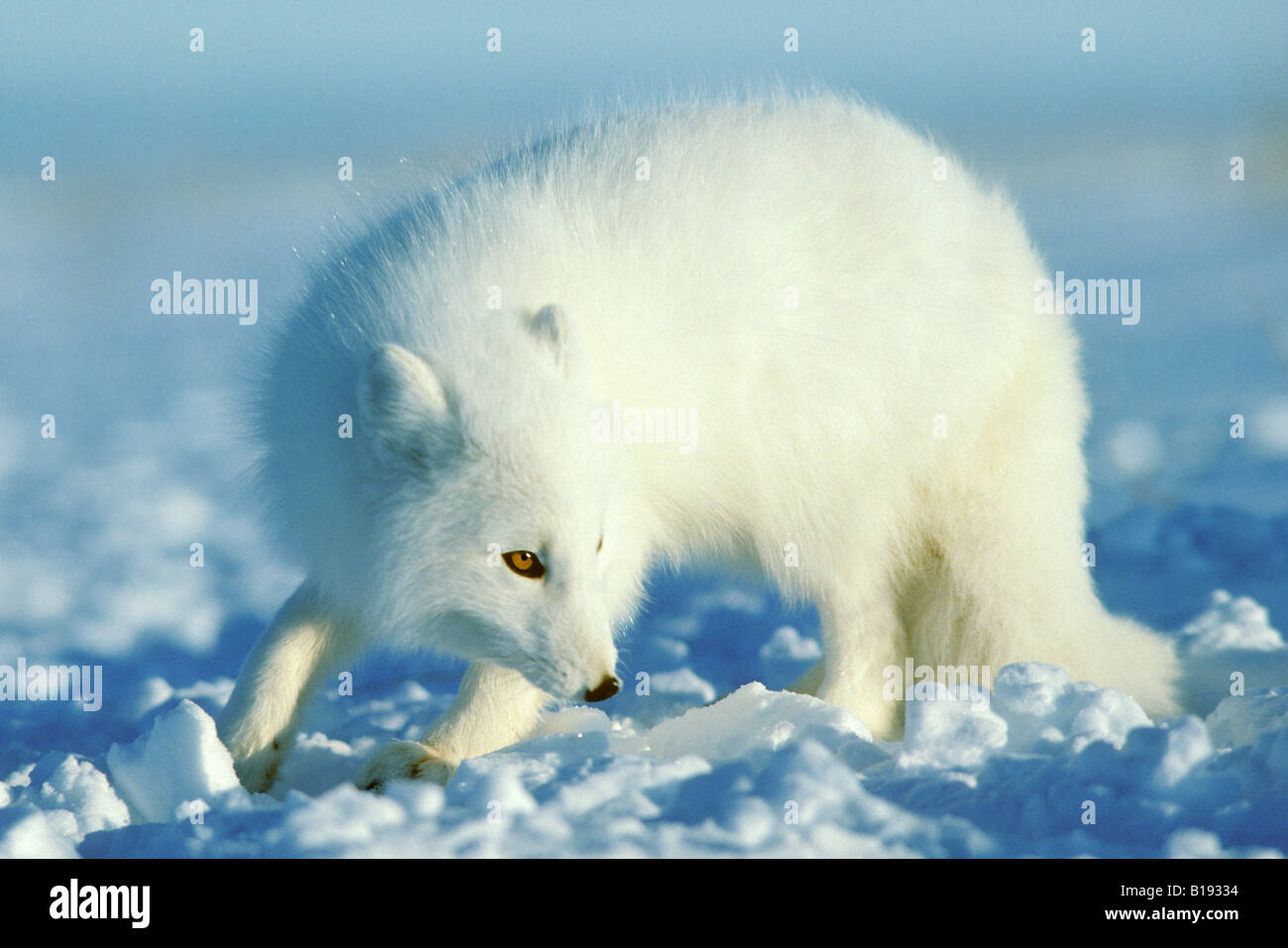 Adult arctic fox (Alopex lagopus) foraging on the sea ice, Hudson Bay ...