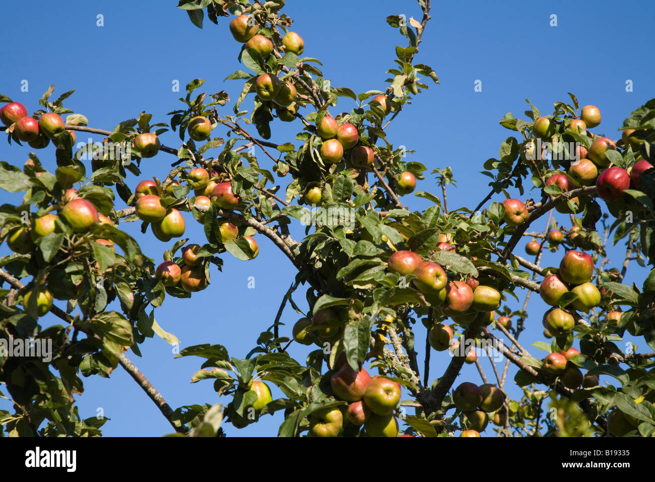 ripe apples growing on tree Stock Photo - Alamy
