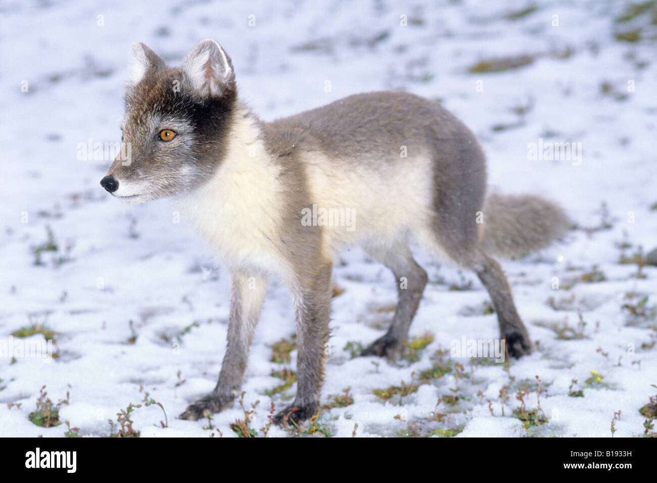 Adult arctic fox (Alopex lagopus) in summer pelage, High Arctic, Canada ...