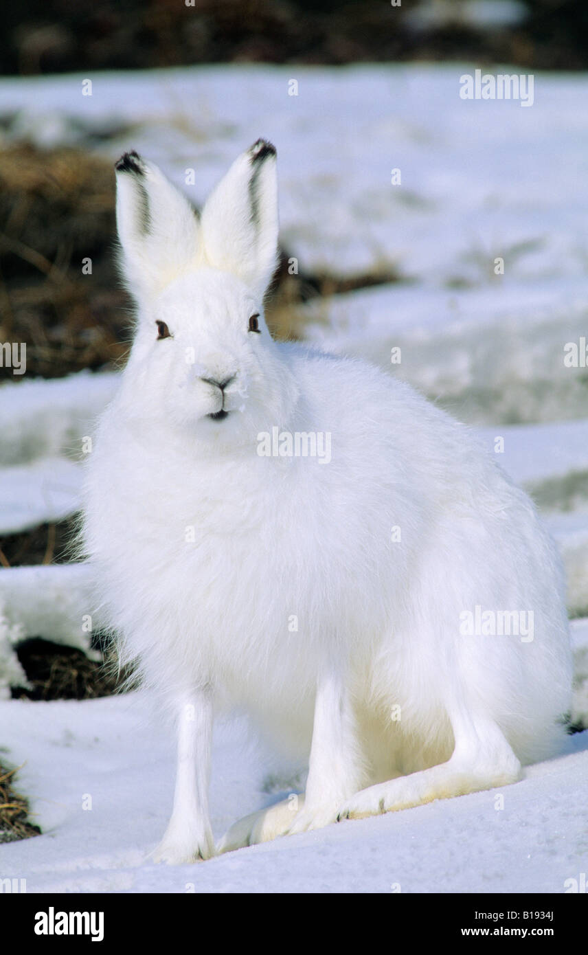 Adult arctic hare (Lepus arcticus), Banks Island, Northwest Territories, Arctic Canada Stock ...