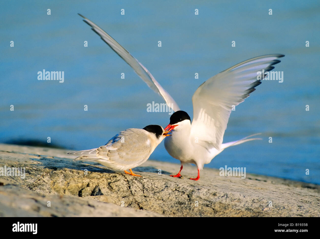Adult arctic tern (Sterna paradisea) feeding a fish to its newly ...