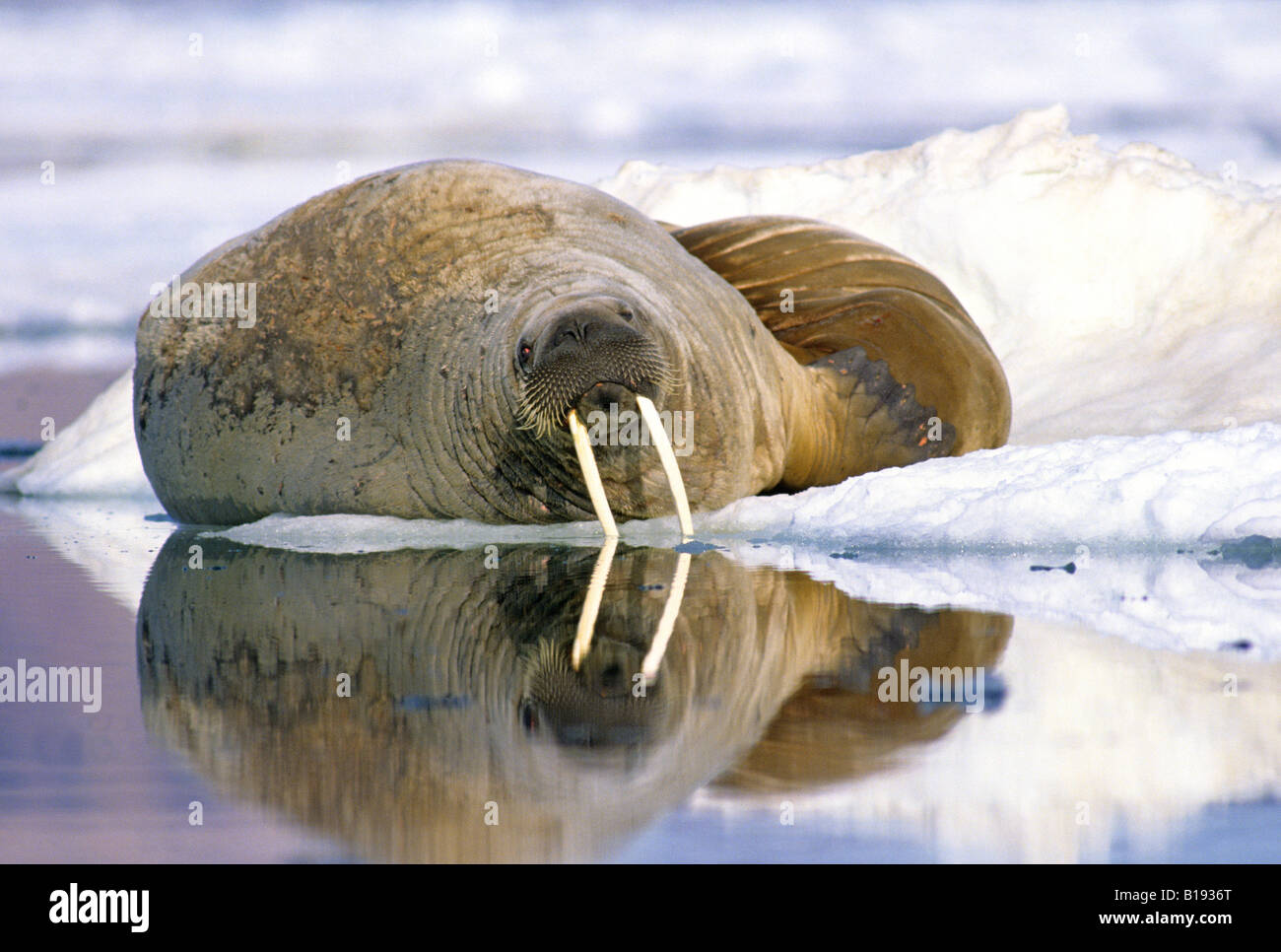 Two adult bull Atlantic walruses (Odobenus rosmarus rosmarus) loafing ...