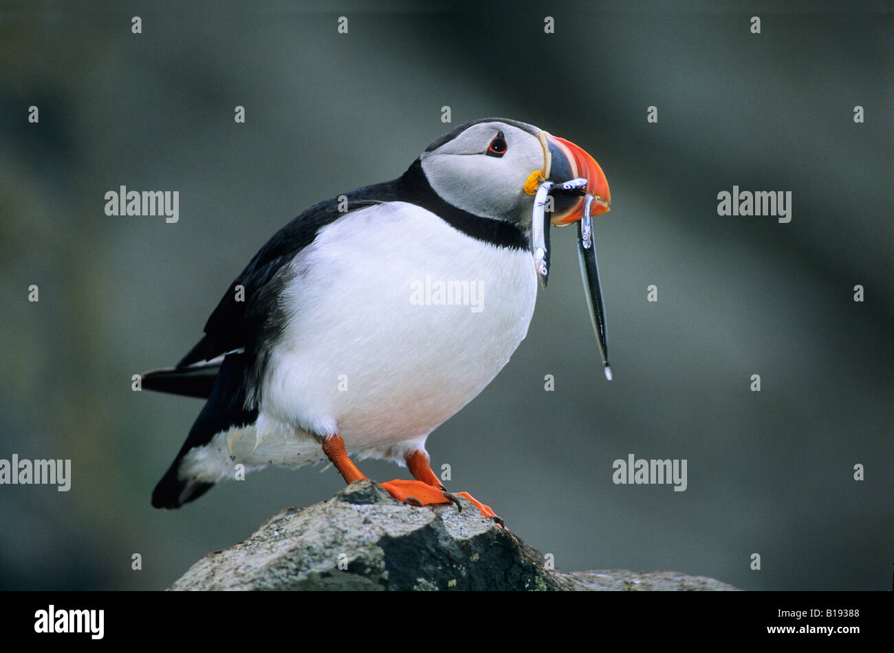 Puffins eating hi-res stock photography and images - Alamy