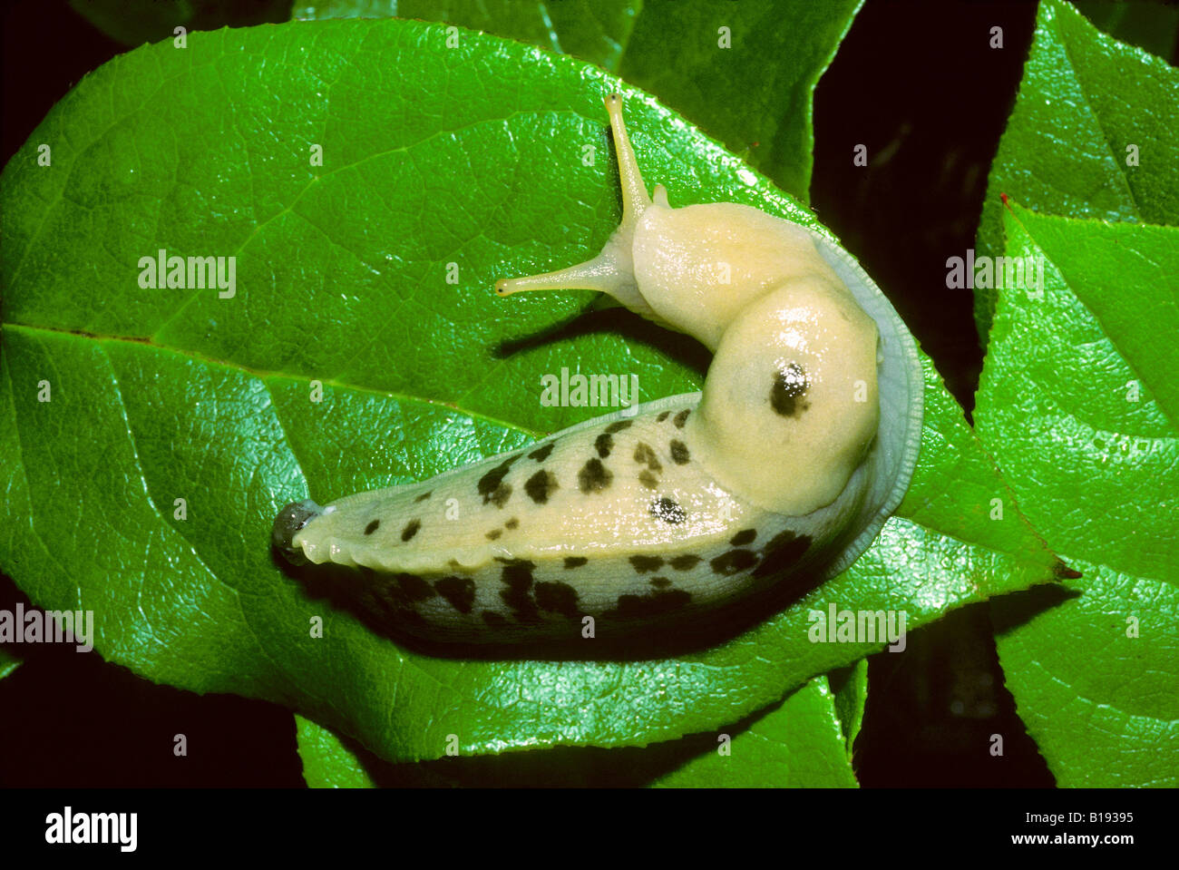 Color british flora hi-res stock photography and images - Alamy