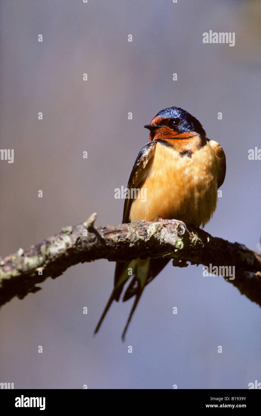 Souther america hi-res stock photography and images - Alamy