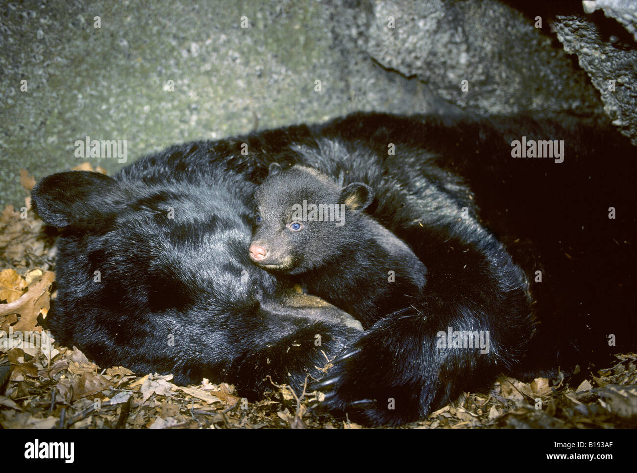 Hibernating mother black bear (Ursus americanus) with three-month old cub Stock Photo - Alamy