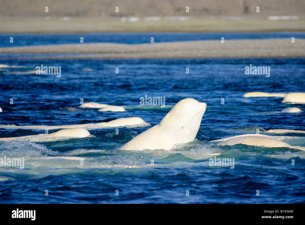 Adult beluga whales (Delphinapterus leucas) scratching their skin on ...