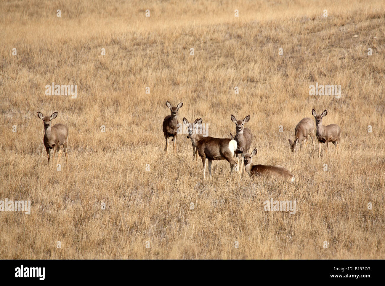 Mule deer running in hi-res stock photography and images - Alamy