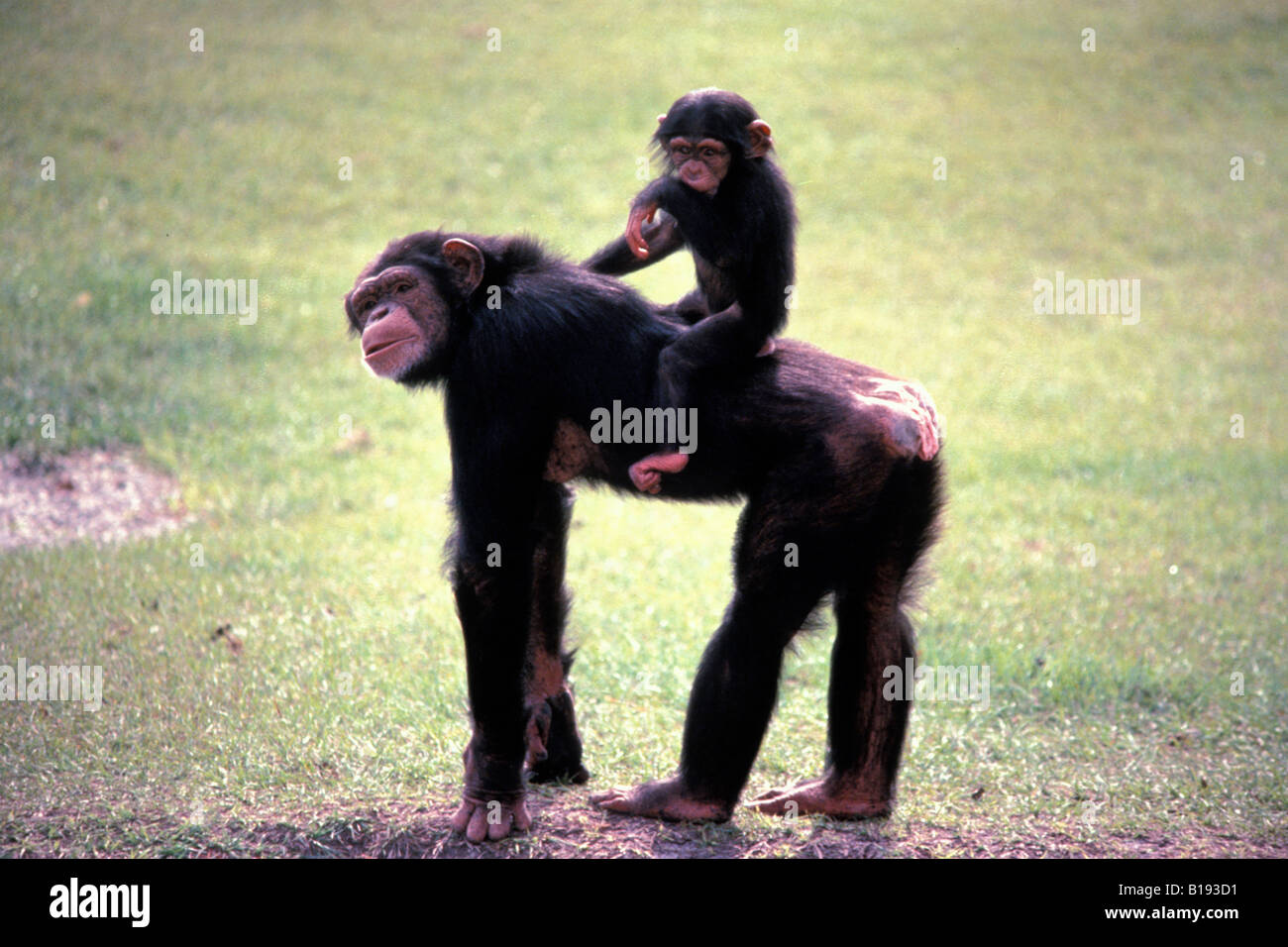 Evolution mother love baby free ride monkey business intelligence hi ...