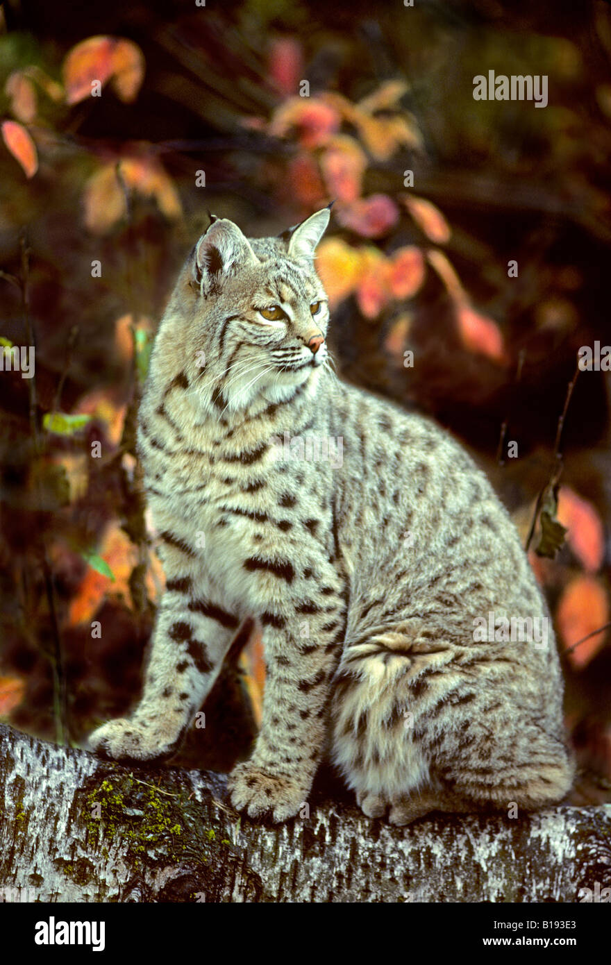 Bay lynx hi-res stock photography and images - Alamy