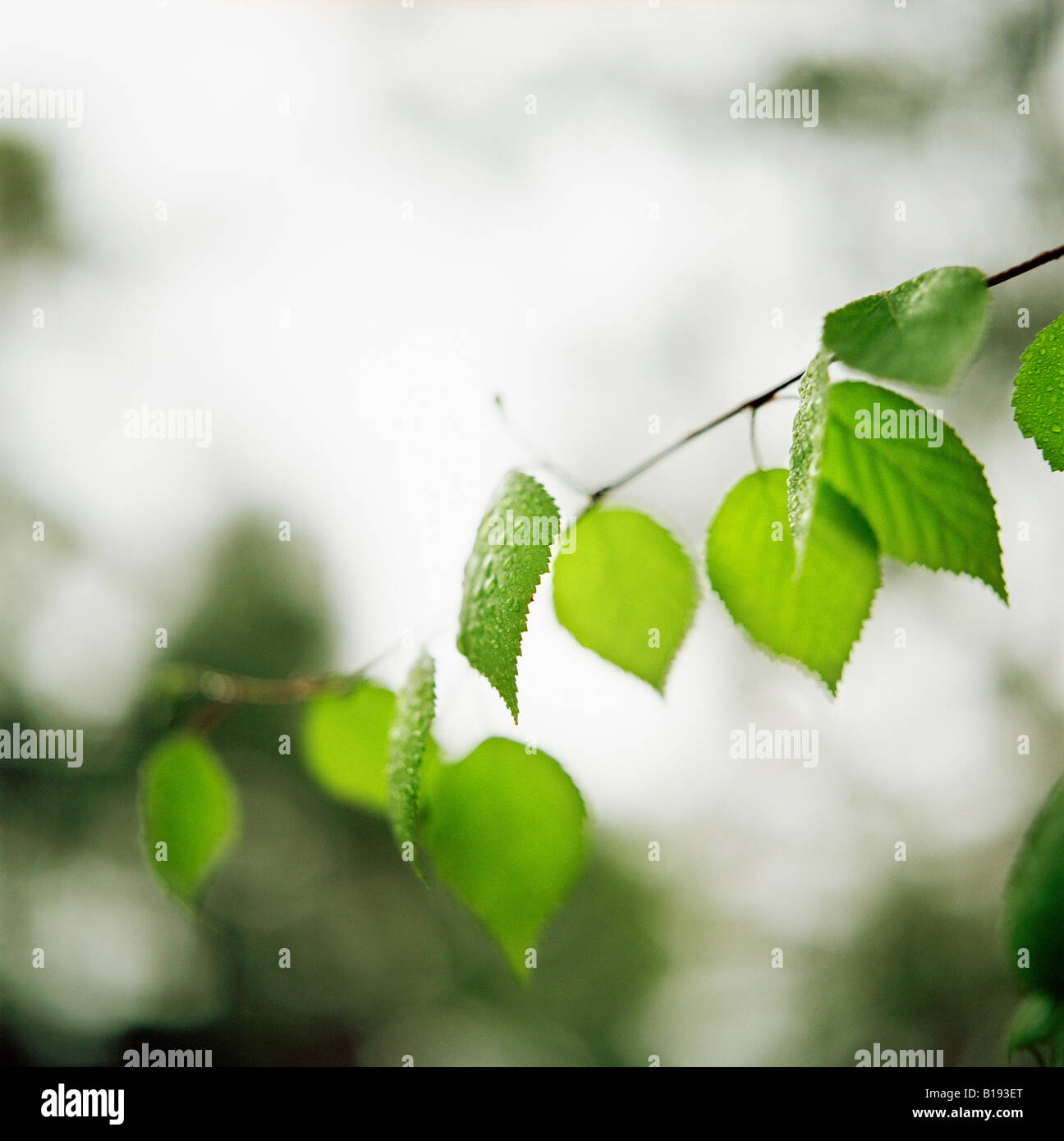 Birch stem hi-res stock photography and images - Alamy