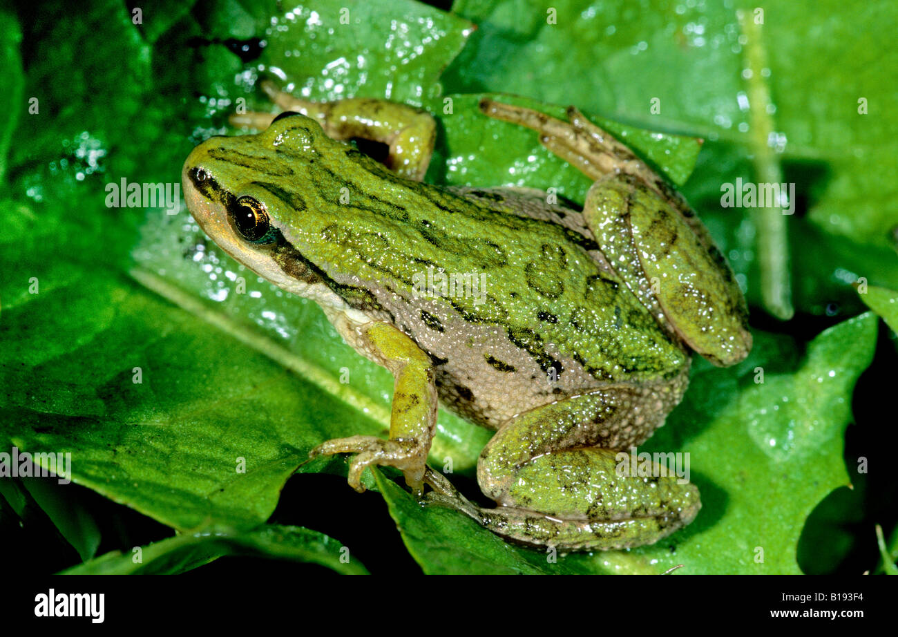 Boreal chorus frog hi-res stock photography and images - Alamy
