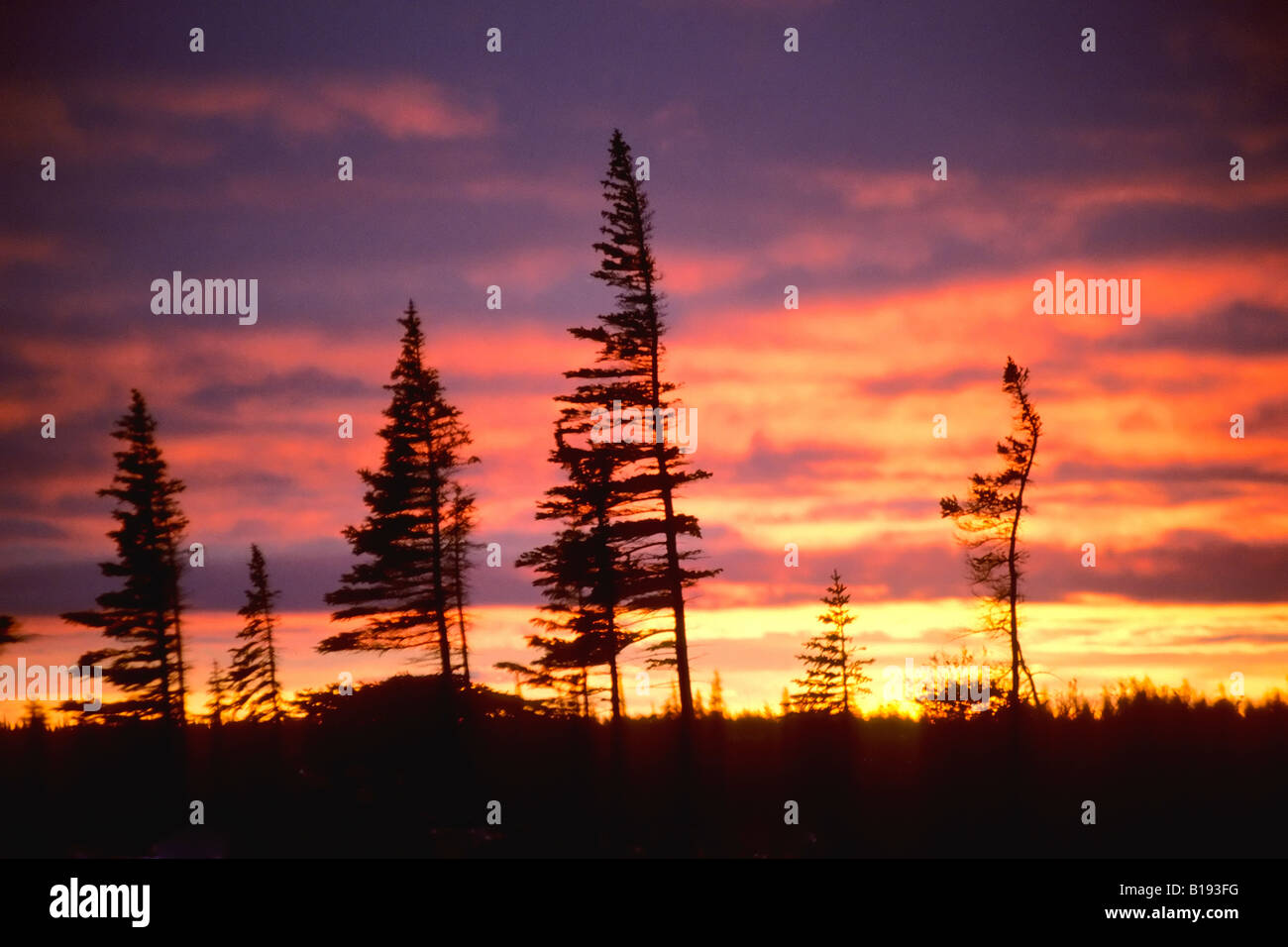 White spruce at the northern treeline of the boreal forest, northen ...