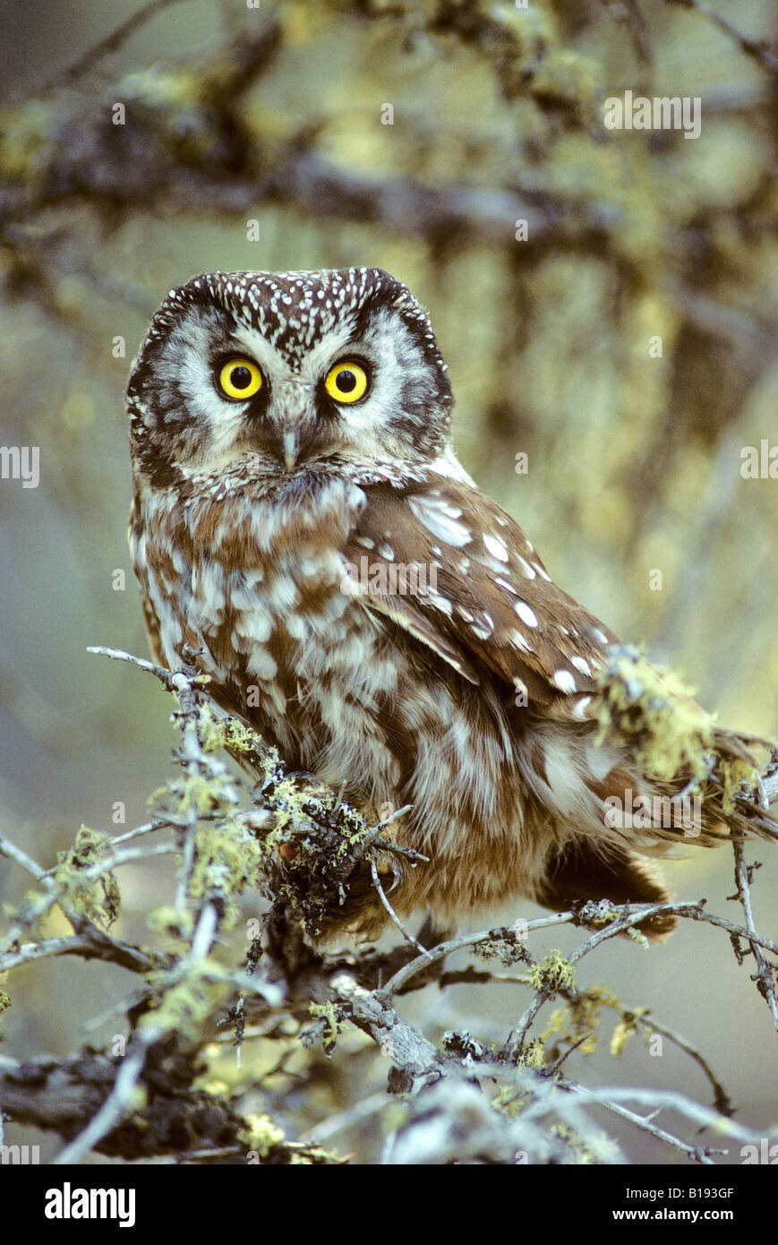 Adult boreal owl (Aegoilus funereus) roosting near its nest cavity ...