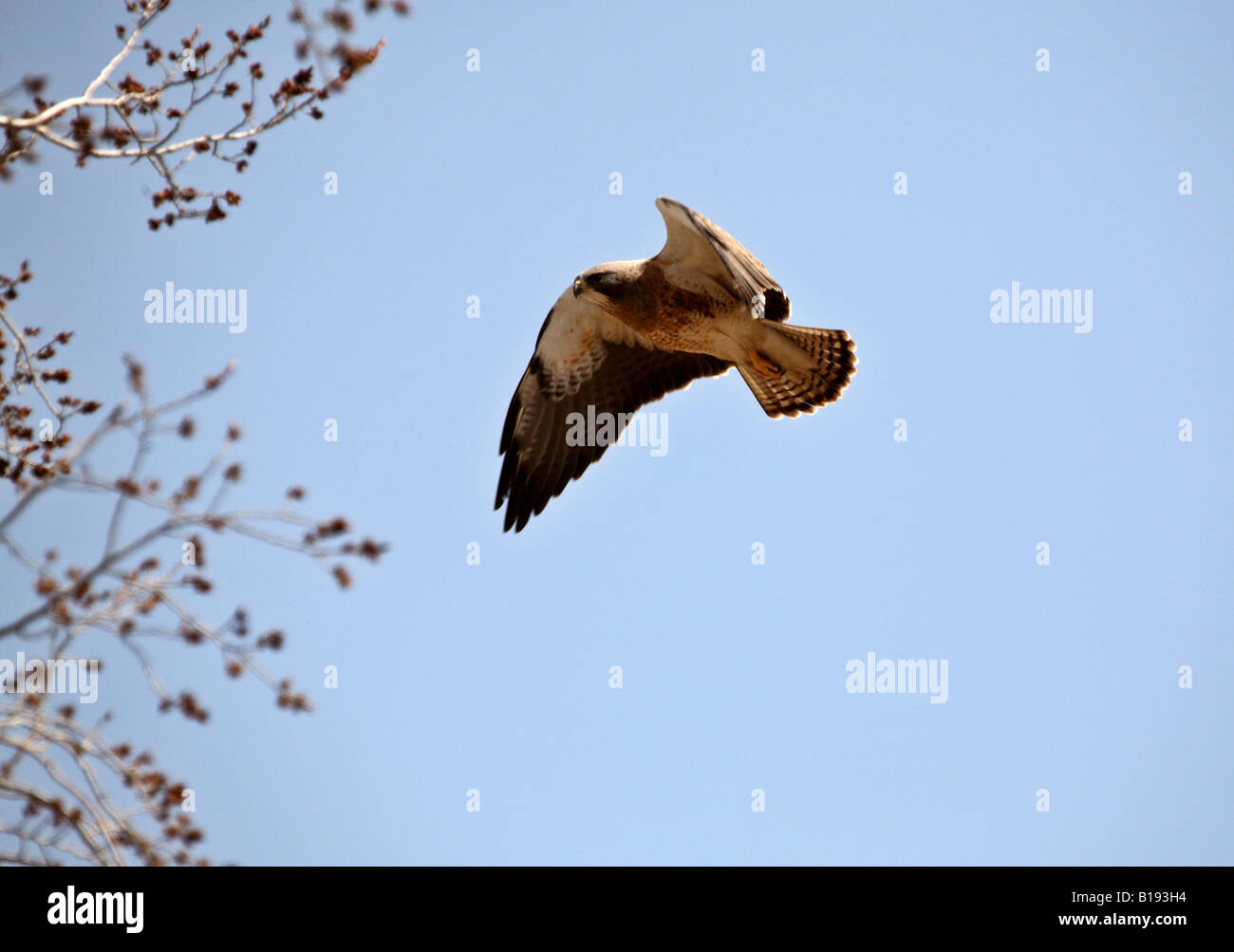 Swainson s Hawk in flight Stock Photo - Alamy