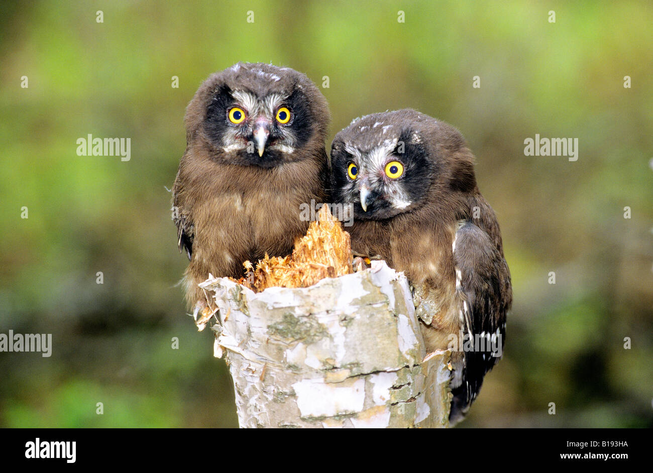 Boreal owl photos hi-res stock photography and images - Alamy