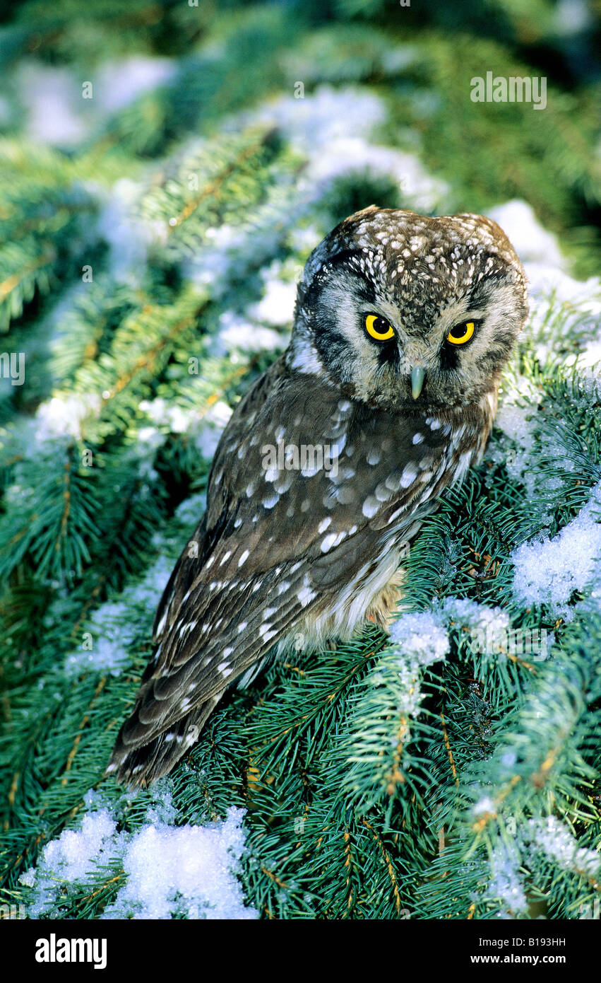 Adult boreal owl (Aegolius funereus) hunting, northern Alberta, Canada ...