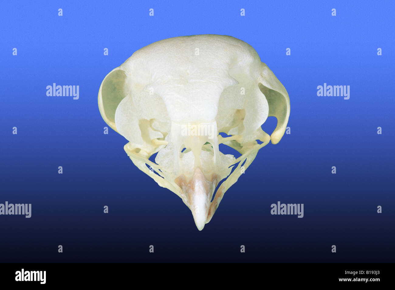 Aegolius funereus skull hi-res stock photography and images - Alamy