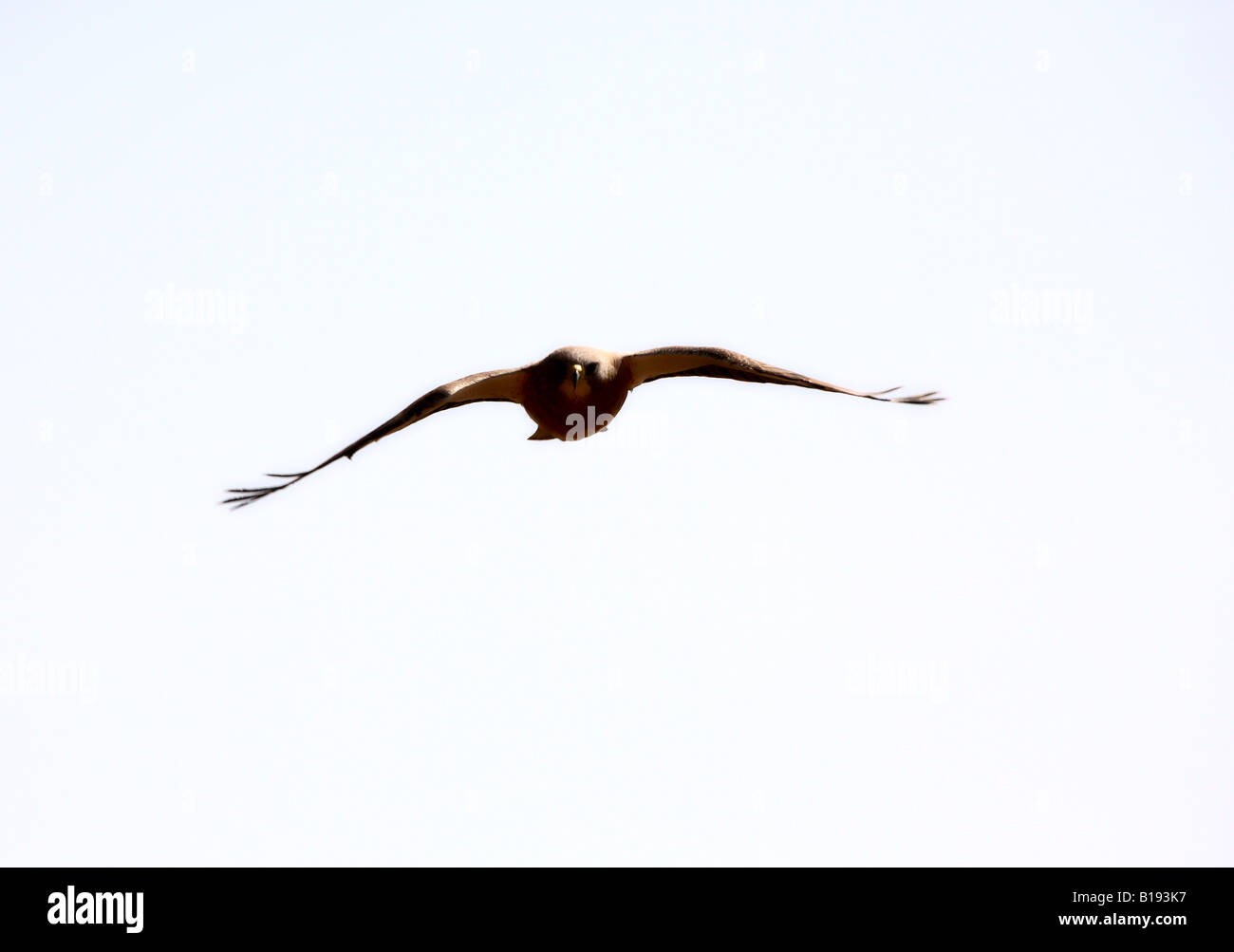 Swainson s Hawk in flight Stock Photo - Alamy