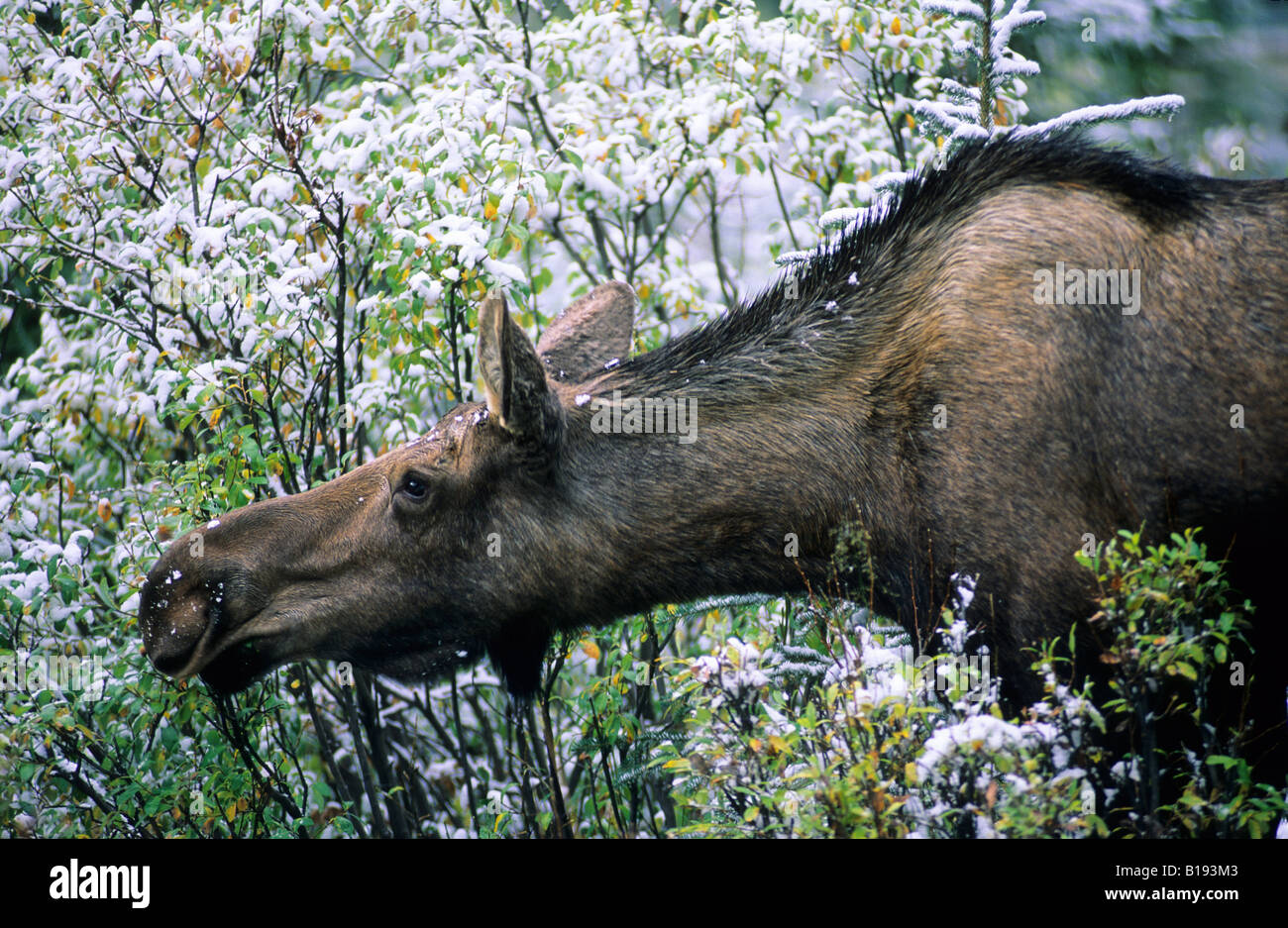Female moose browsing female moose hi-res stock photography and images ...