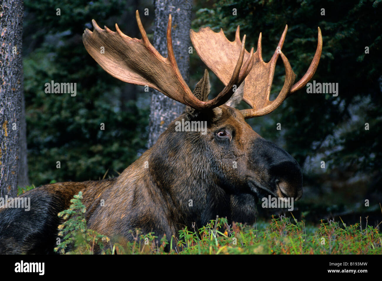Adult bull moose (Alces alces), Jasper National Park, western Alberta ...