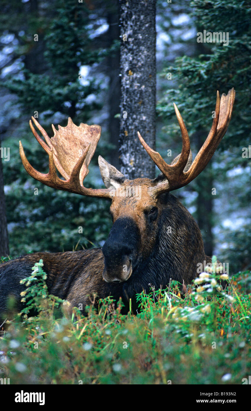 Adult bull moose (Alces alces), Jasper National Park, western Alberta ...