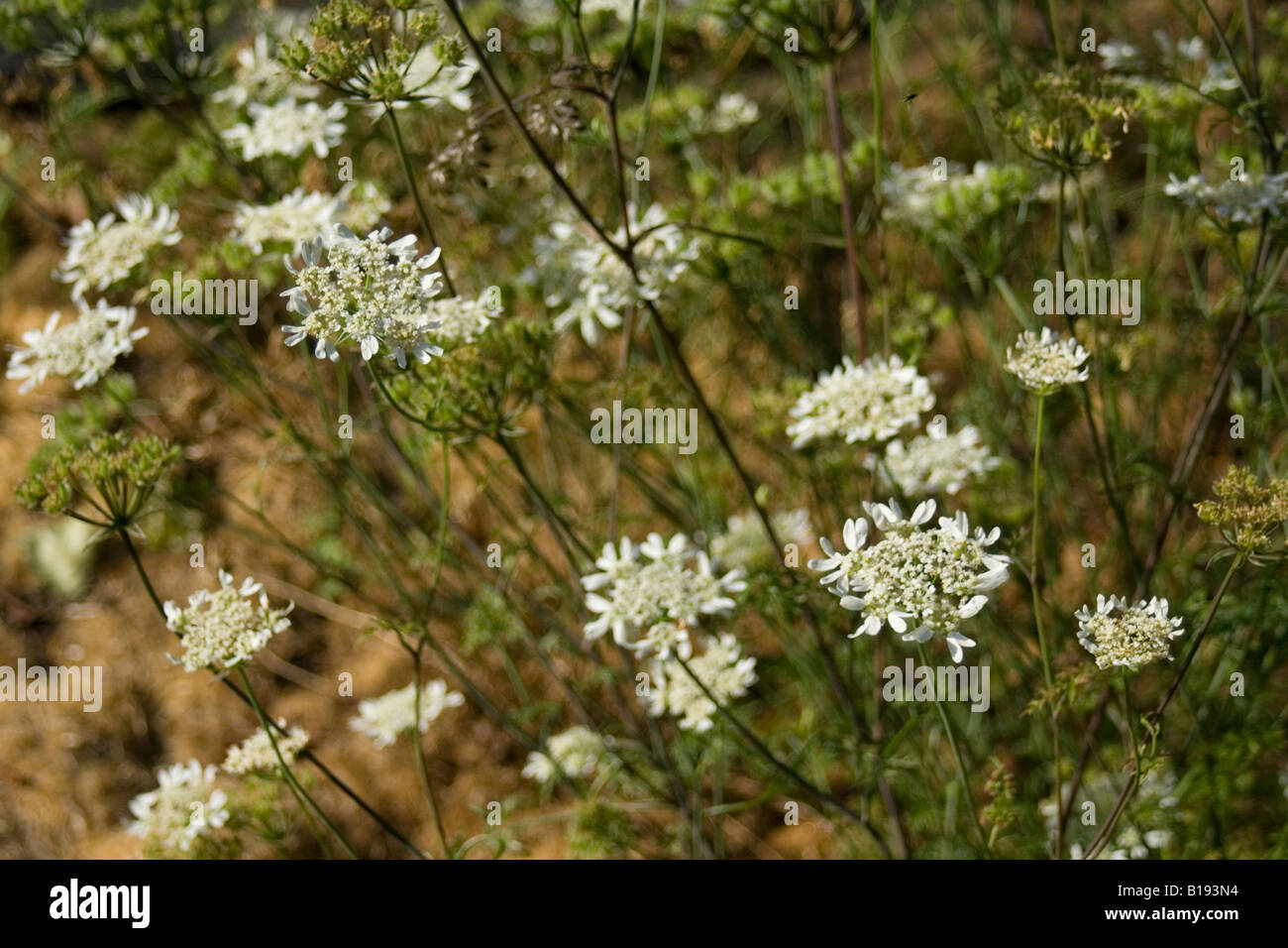 orlaya grandiflora apiaceae Stock Photo - Alamy