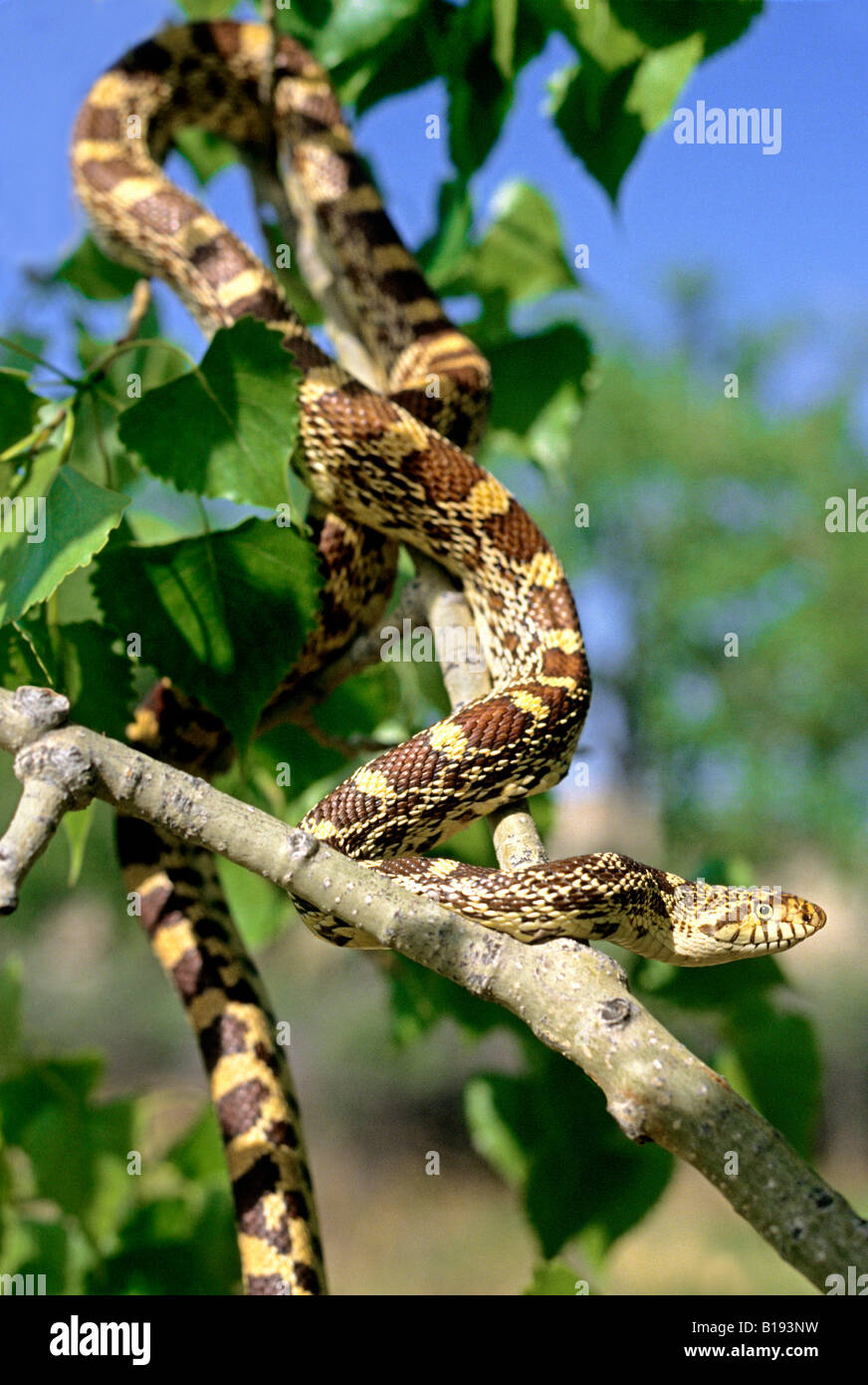 Bullsnake hi-res stock photography and images - Alamy