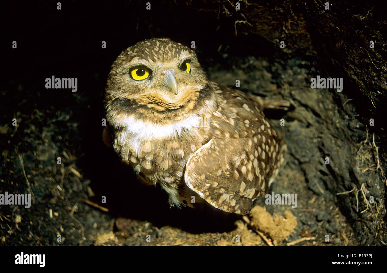 Adult burrowing owl (Athene cunicularia) inside nesting burrow Stock ...