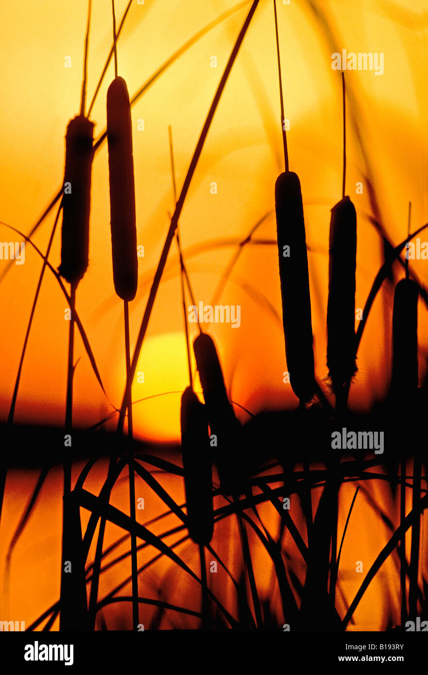 Cattails (Typha latifolia) in a prairie slough, Alberta, Canada Stock ...