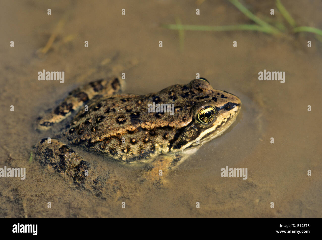 Foothills frog hi-res stock photography and images - Alamy