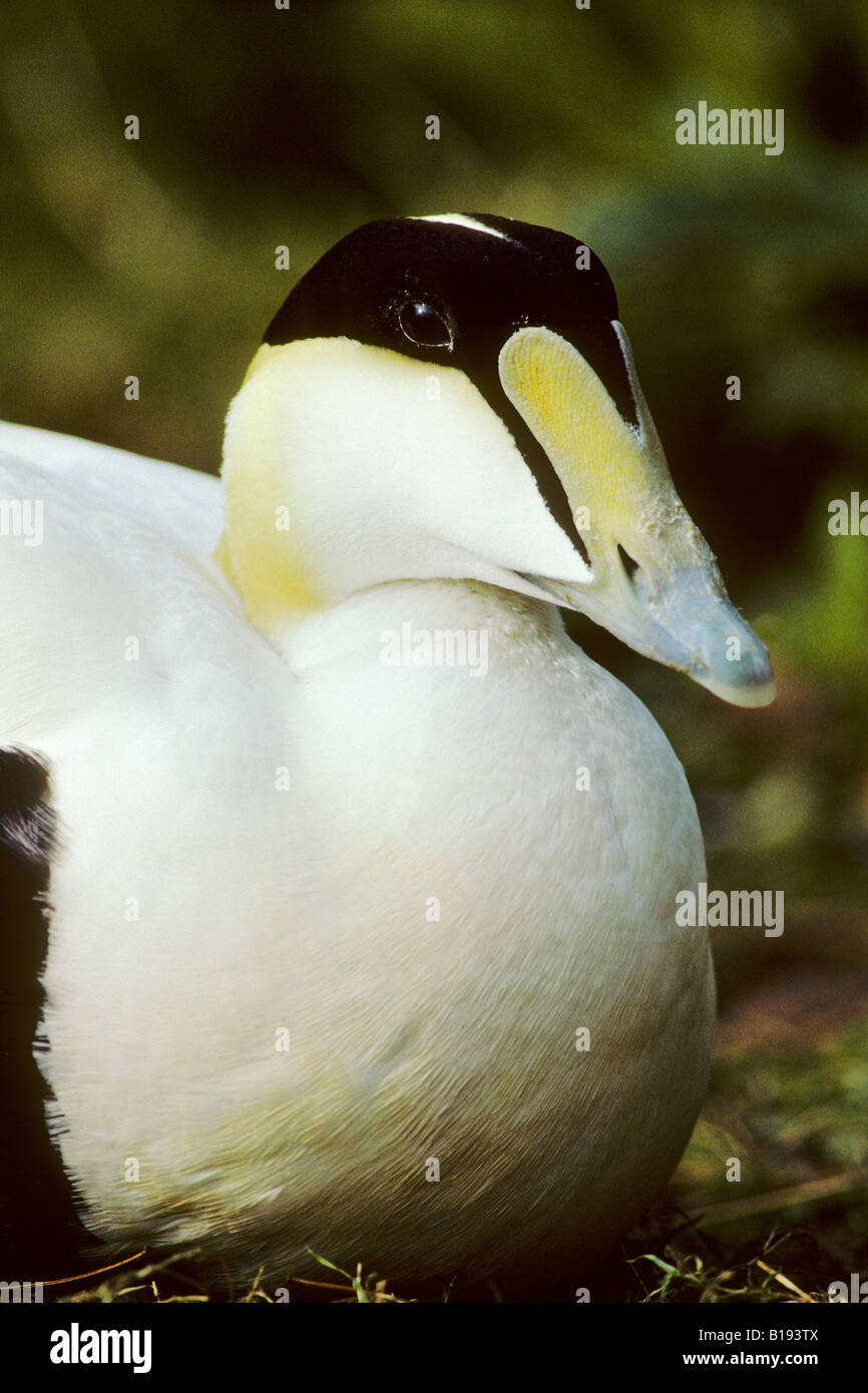 Common eider (Somateria mollissima) - Atlantic race, Hudson Bay ...