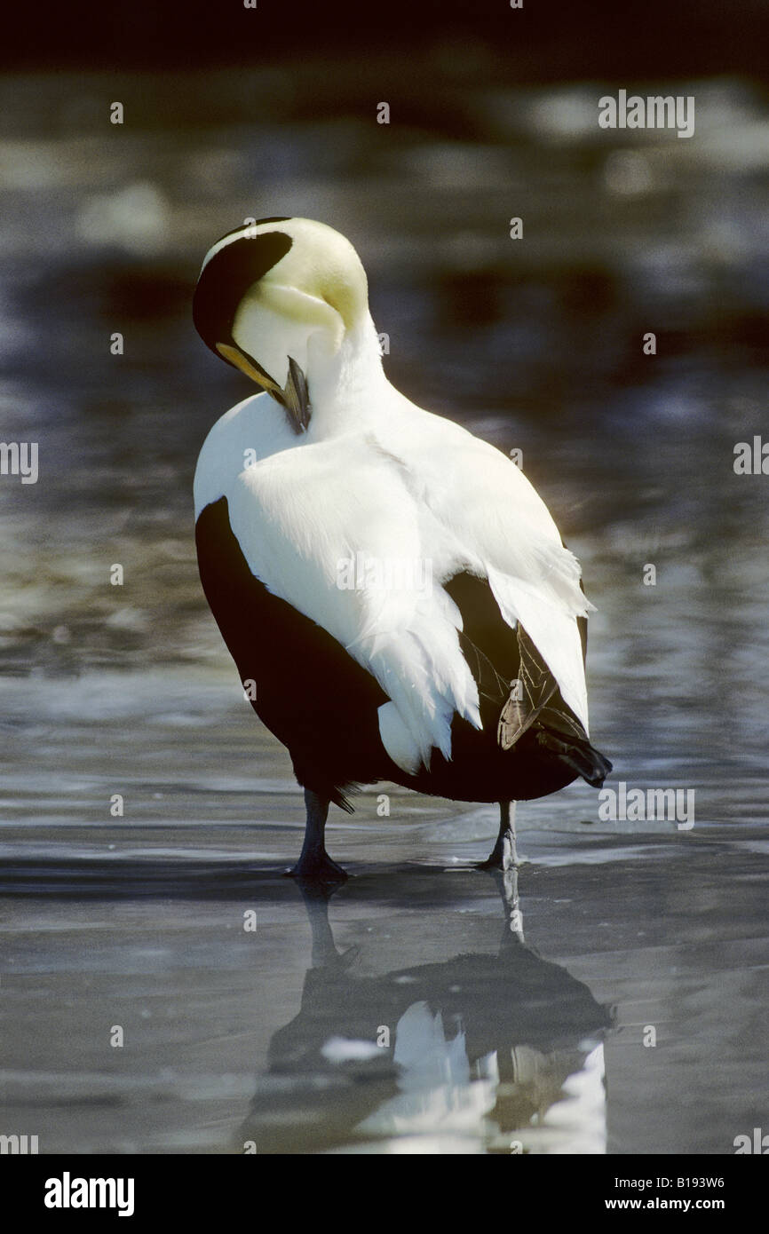 Common eider (Somateria mollissima) - Atlantic race, Hudson Bay ...