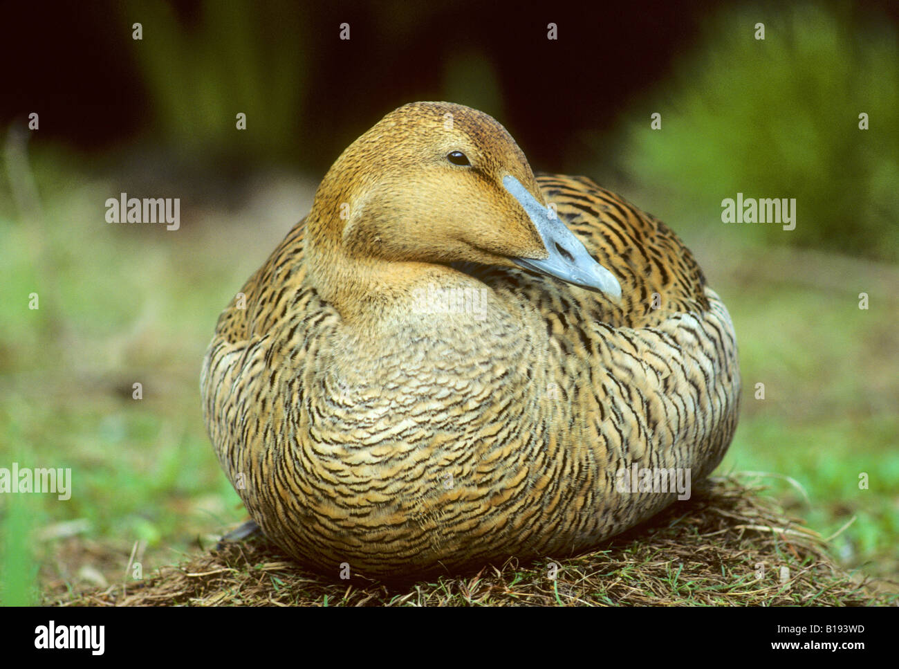 Common eider (Somateria mollissima) - Atlantic race, Hudson Bay ...