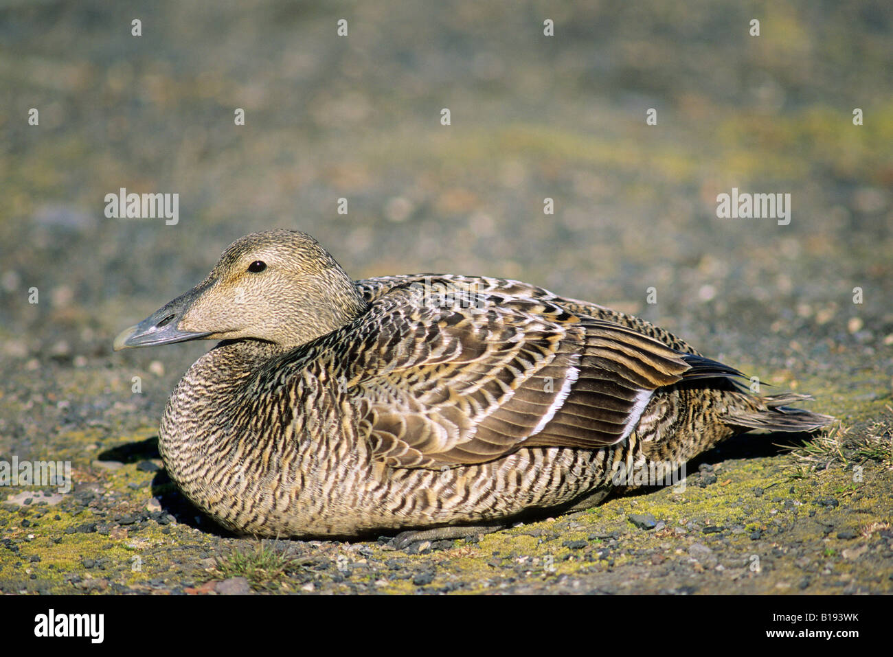Common eider (Somateria mollissima) - Atlantic race, Hudson Bay ...