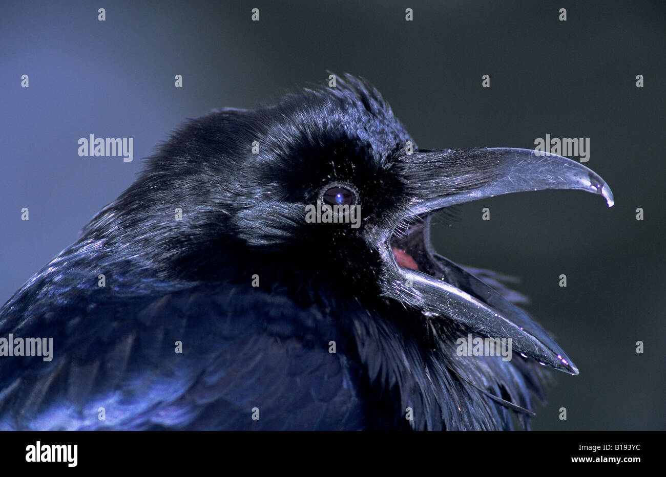 A common raven (Corvus corax) calling, Alberta, Canada Stock Photo - Alamy