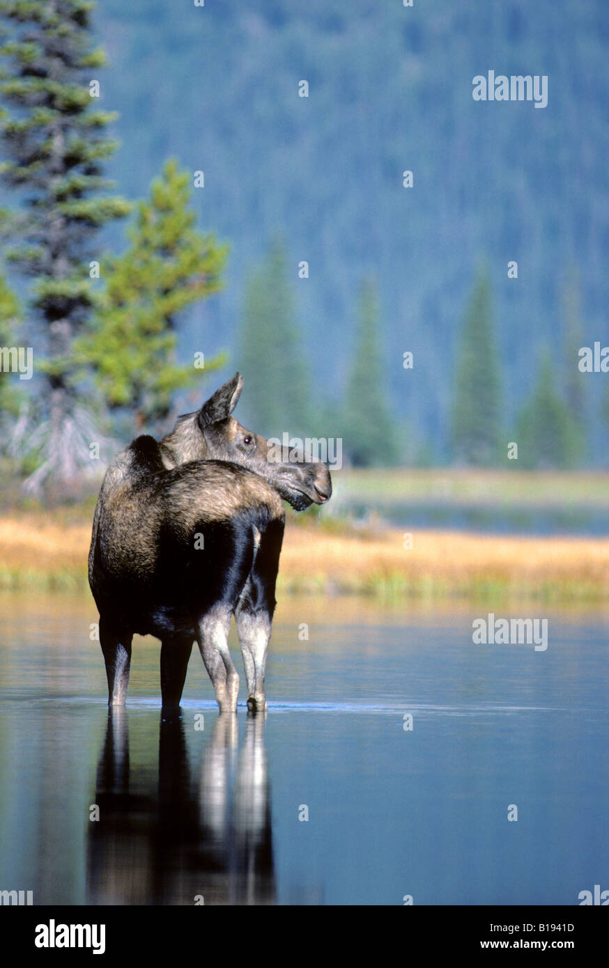 Adult female moose (Alces alces) eating aquatic vegetation, Banff ...