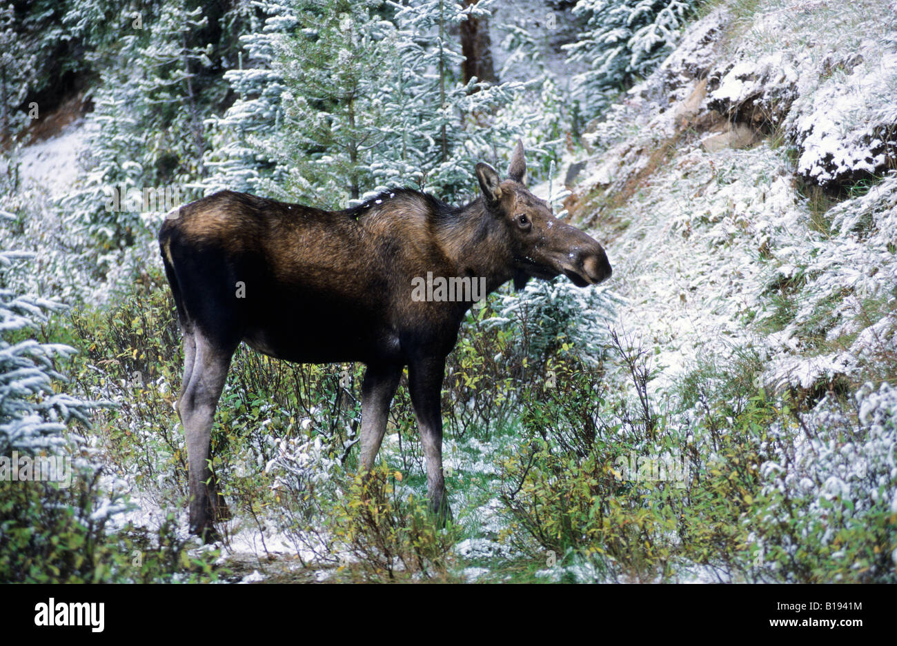 Wayne national forest wildlife hi-res stock photography and images - Alamy