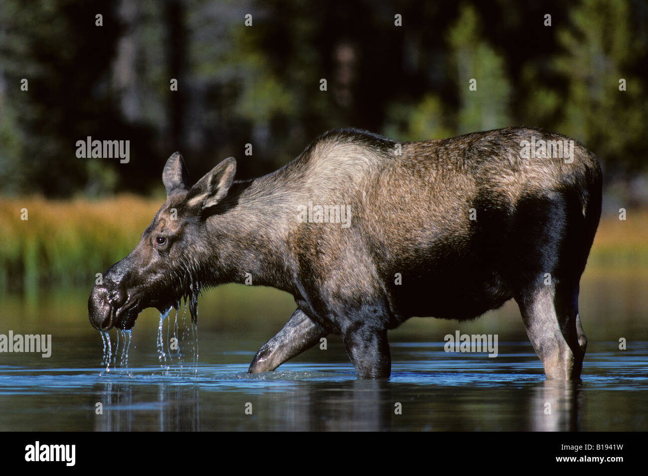 Cow moose (Alces alces) eating aquatic vegetation, Jasper National Park ...