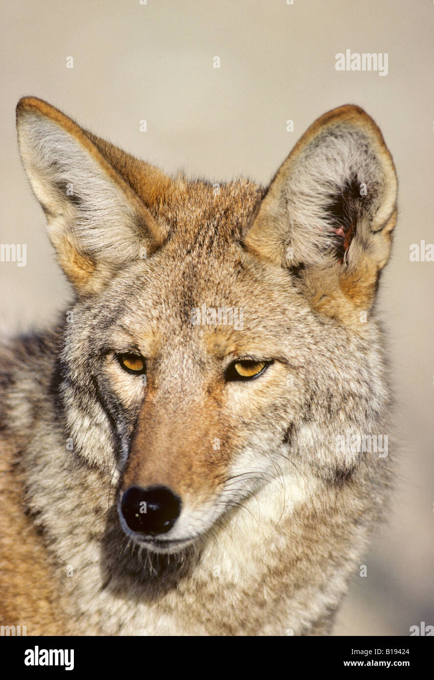 Coyote canada hi-res stock photography and images - Alamy