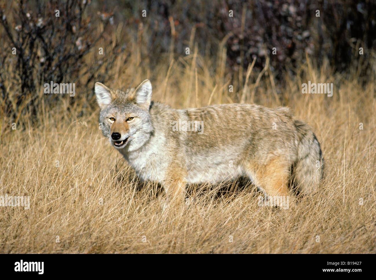 Coyote (Canis latrans) hunting rodents by the roadside, Jasper National ...