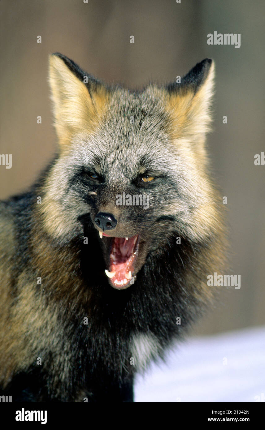 Red fox vulpes vulpes cross phase hi-res stock photography and images ...