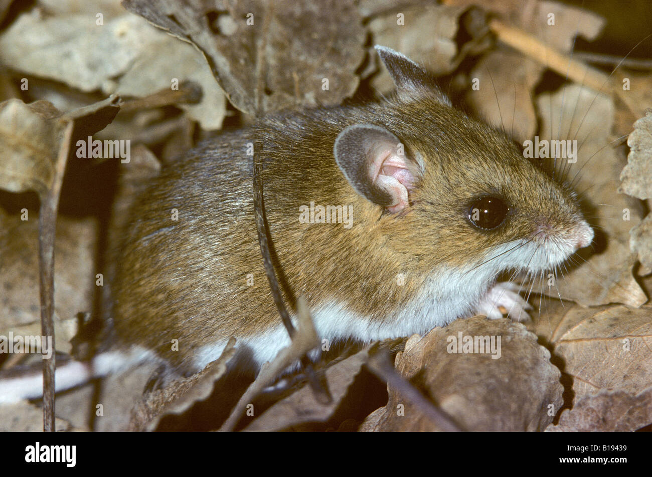 Peromyscus mouse hi-res stock photography and images - Alamy