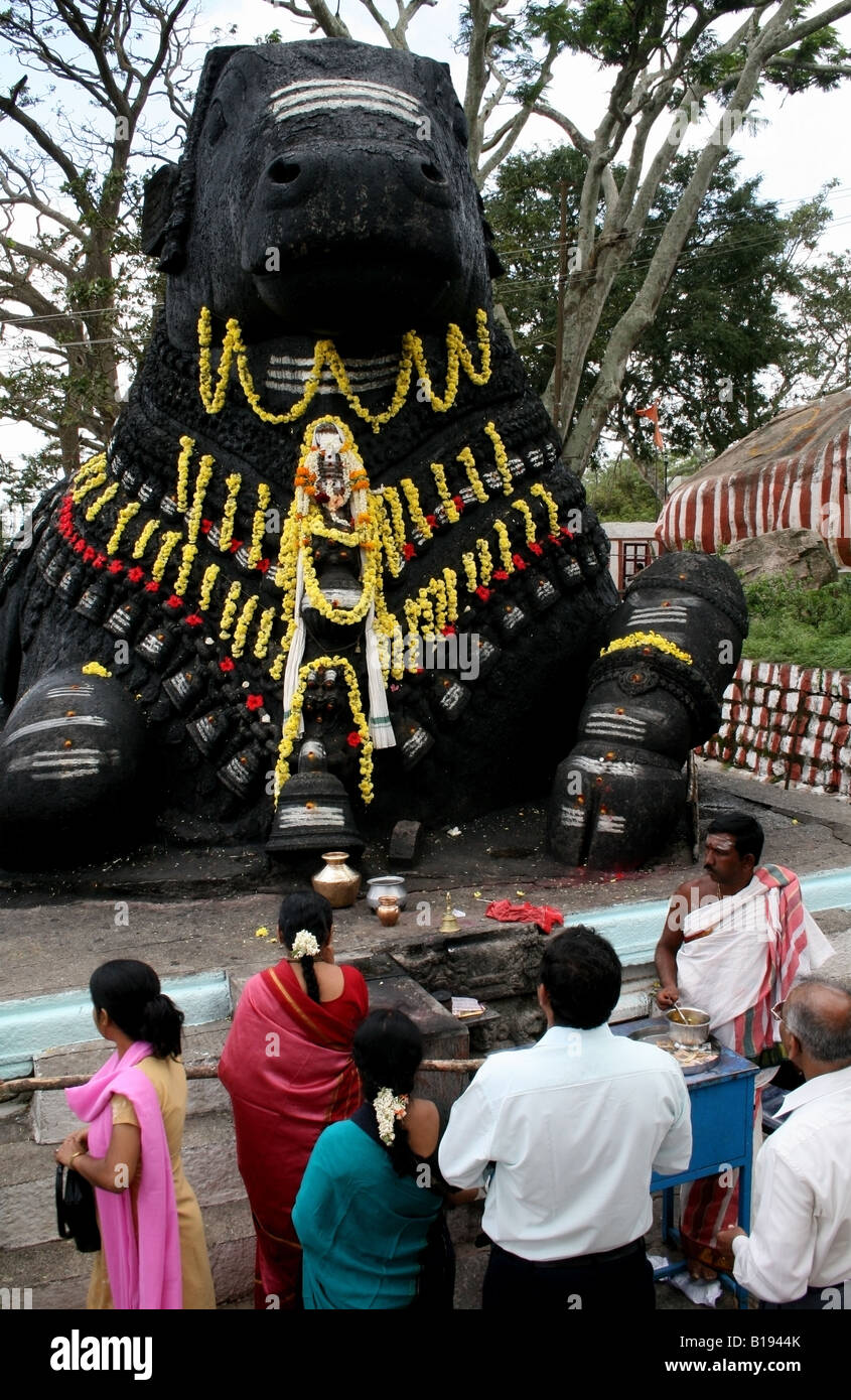 worshippers pray to a giant Nandi at the Chamundeswari temple, Mysore ...