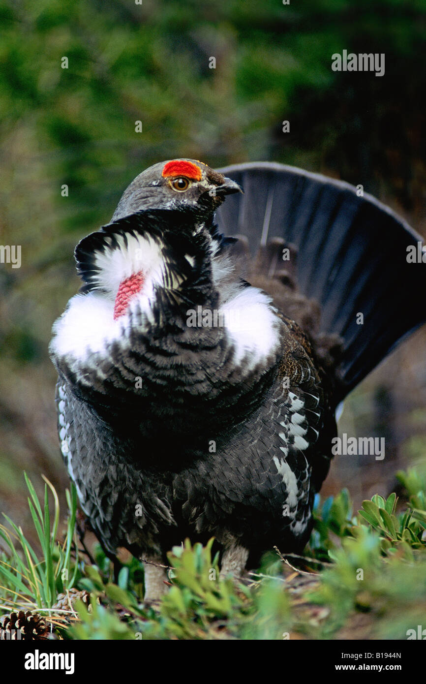 Adult male dusky grouse (Dendragapus obscurus), formerly called blue ...